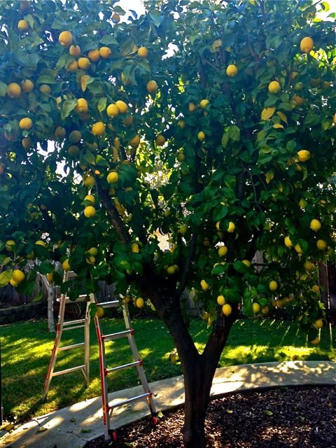 Have excess fruit or vegetables? Donate them to charity. - WellJourn